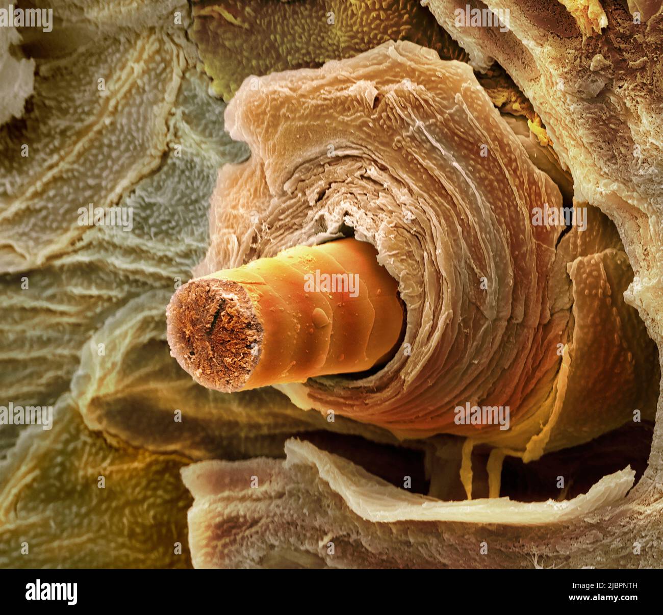 Hair follicle. Coloured scanning electron micrograph (SEM) of a ...