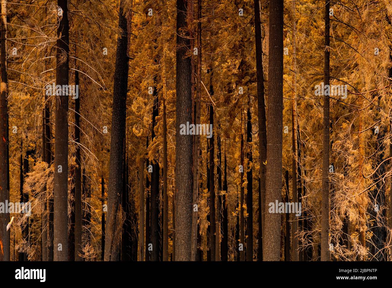Singed trees with dry needles after a forest fire in Yosemite National ...