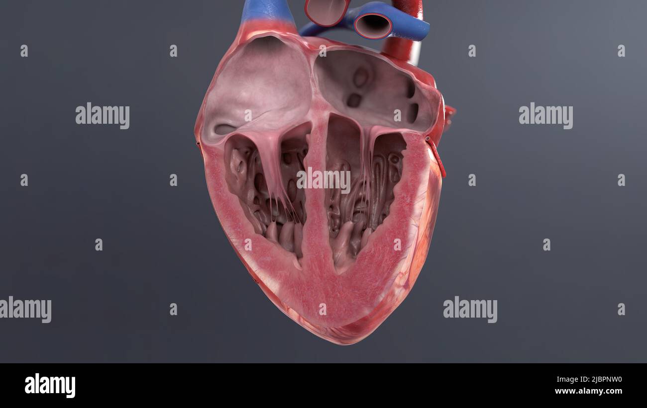 Human heart cross-section, illustration Stock Photo - Alamy