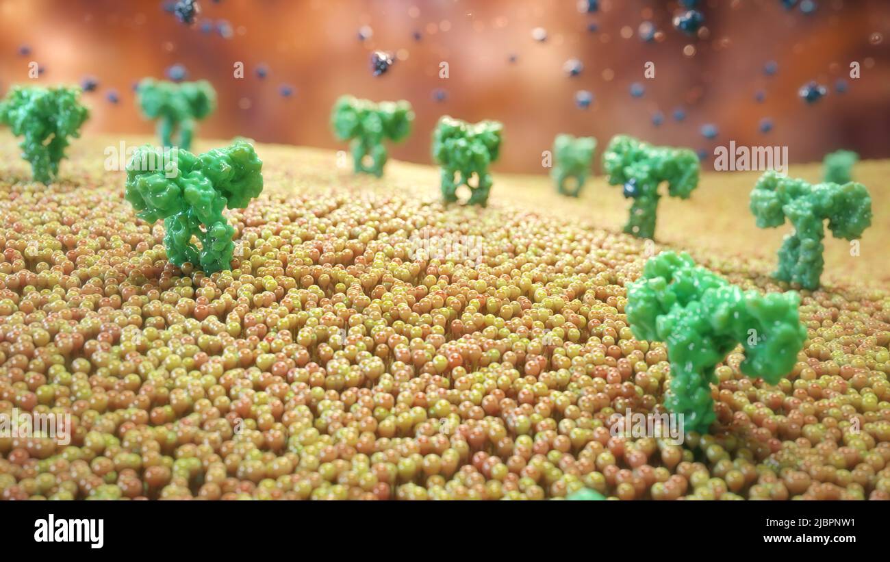 Insulin receptors, illustration Stock Photo - Alamy