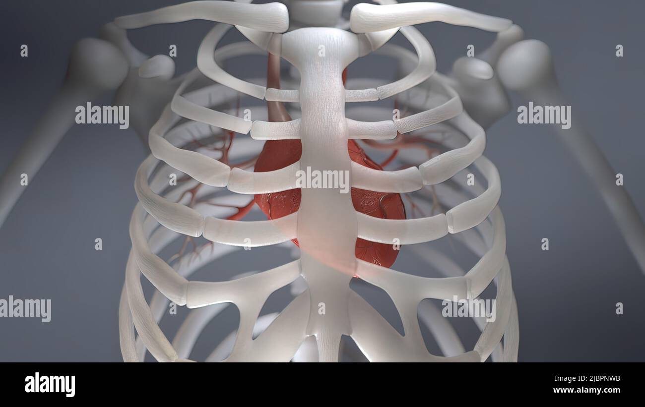Human heart in chest, illustration Stock Photo - Alamy