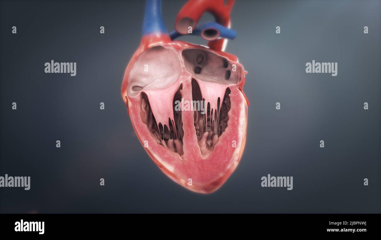 Human heart cross-section, illustration Stock Photo - Alamy