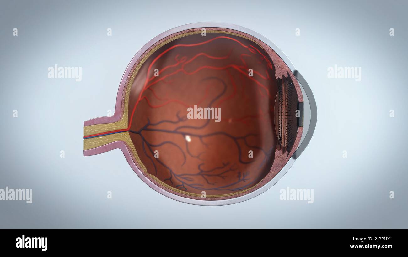 Eye cross-section, illustration Stock Photo - Alamy