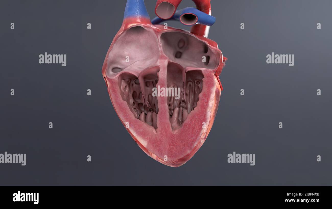 Human heart cross-section, illustration Stock Photo - Alamy
