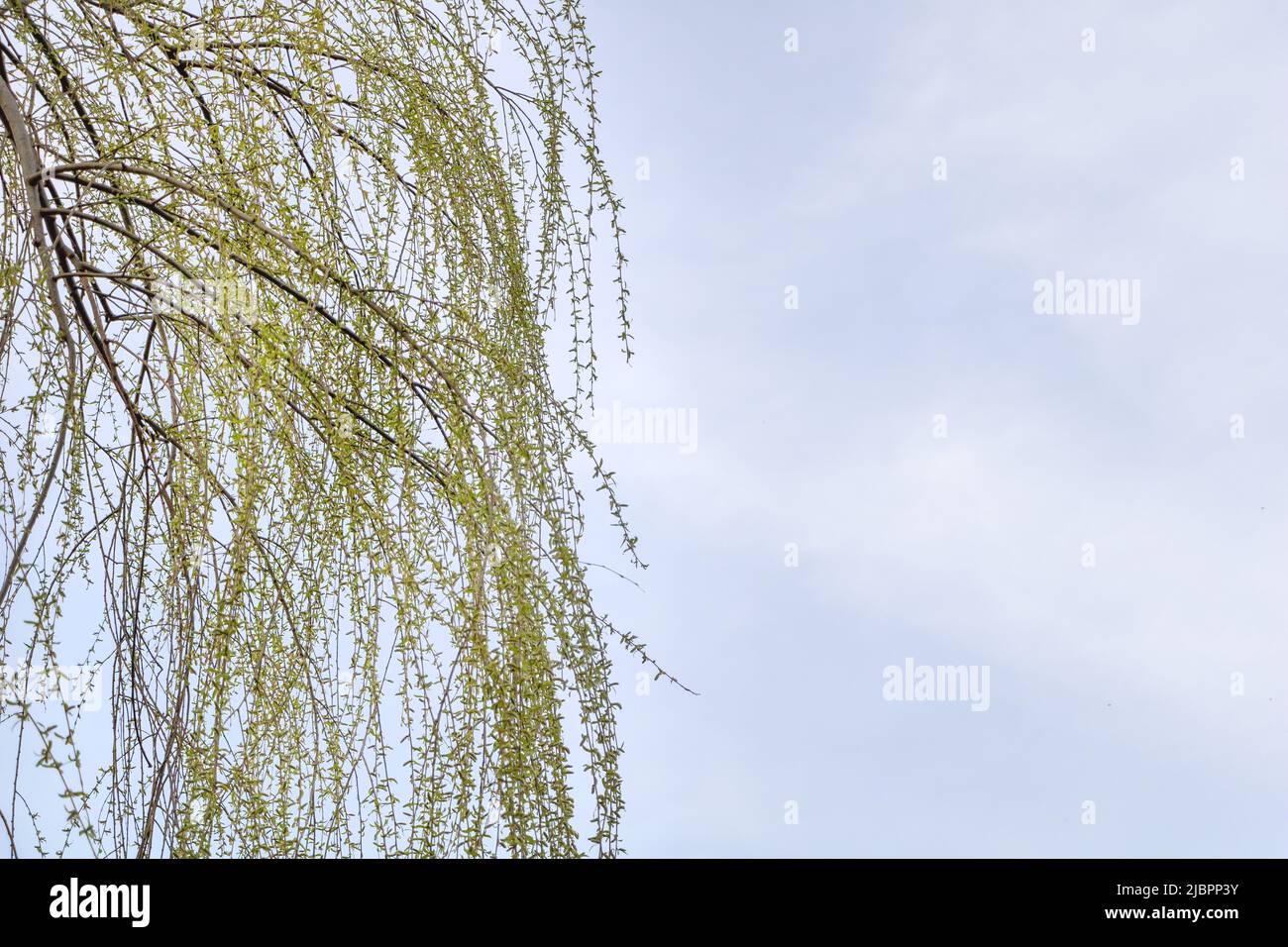 A willow tree with new leaves in spring - with cloudy sky background with copy space Stock Photo ...