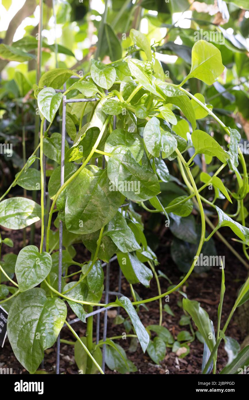 Basella alba - malabar spinach plant Stock Photo - Alamy
