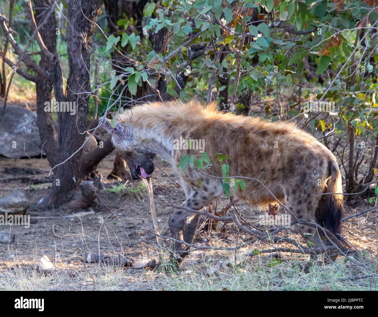 A spotted hyena eating a bone at a kill Stock Photo - Alamy