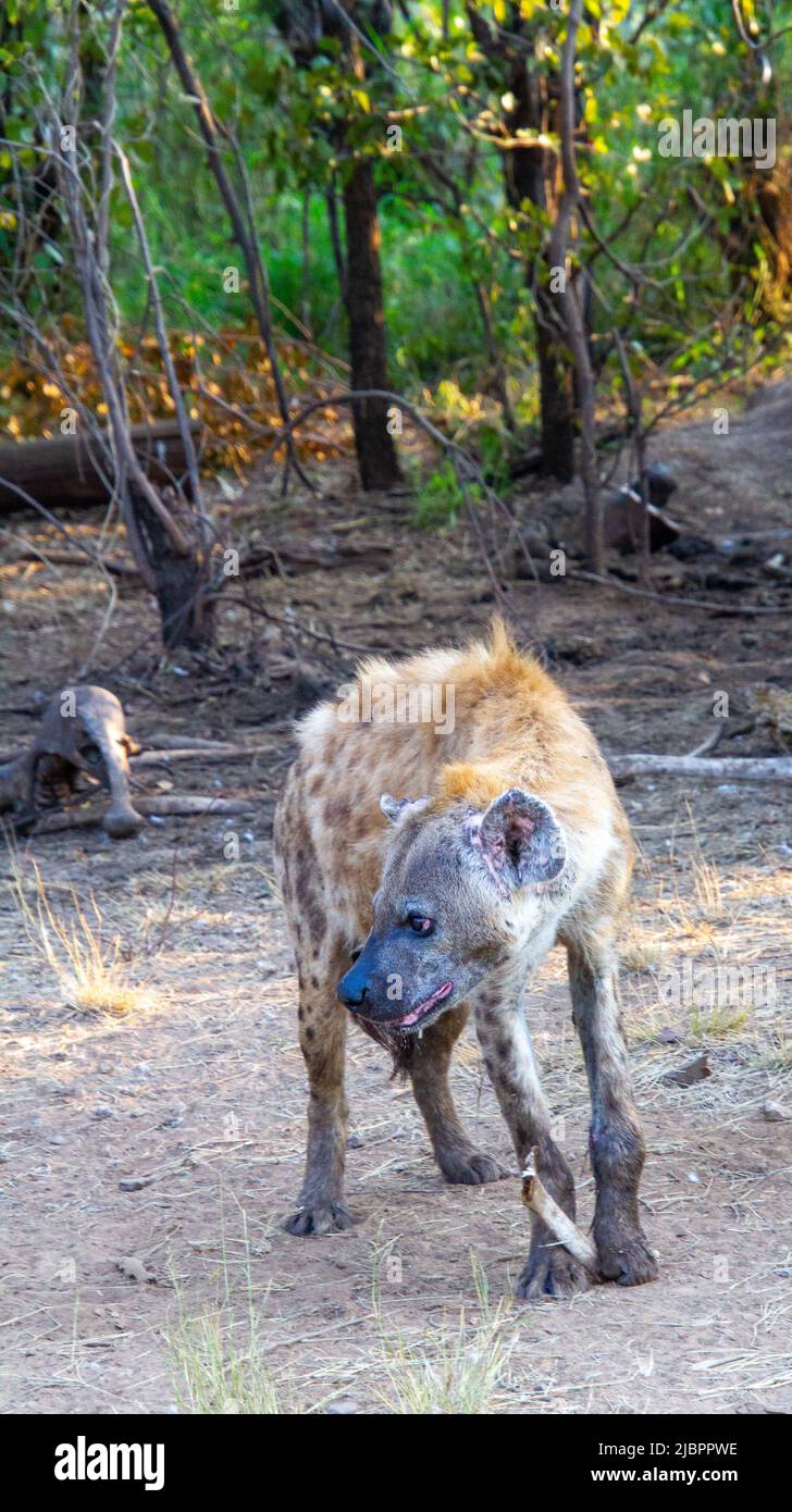 A spotted hyena eating a bone at a kill Stock Photo - Alamy