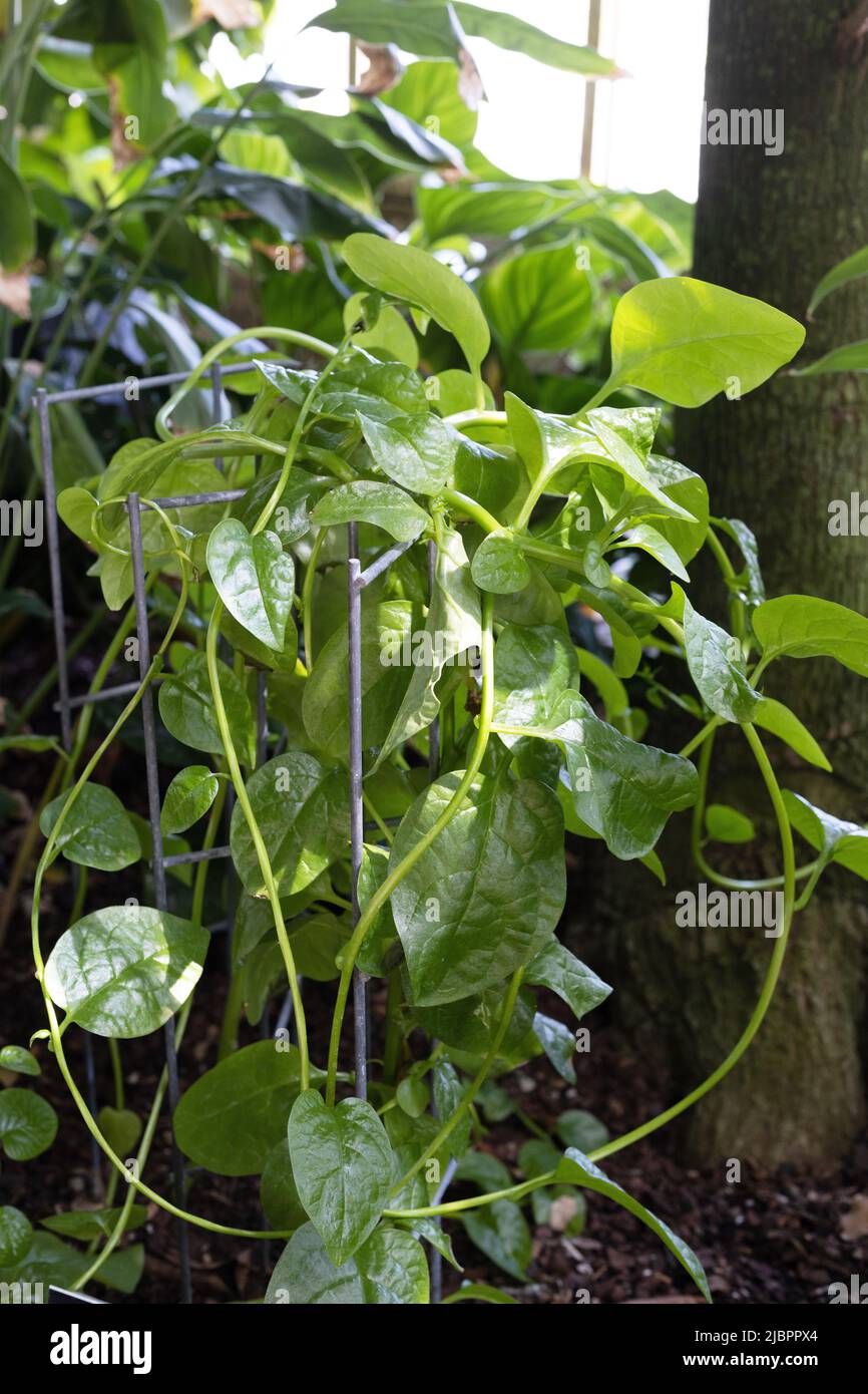 Basella alba - malabar spinach plant Stock Photo - Alamy