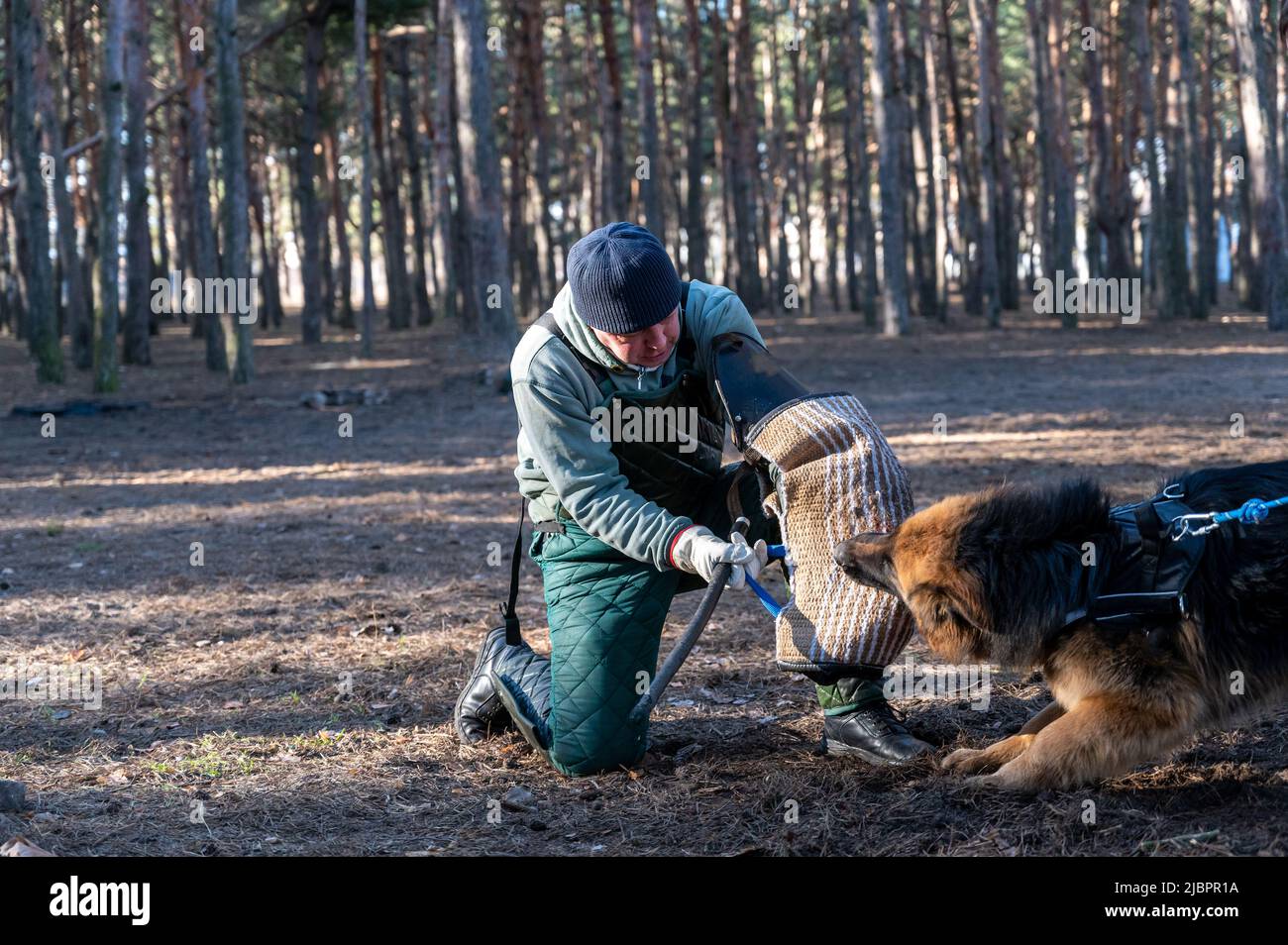 The instructor trains the dog for patrol and guard duty. A man standing on one knee pulls a bite ...