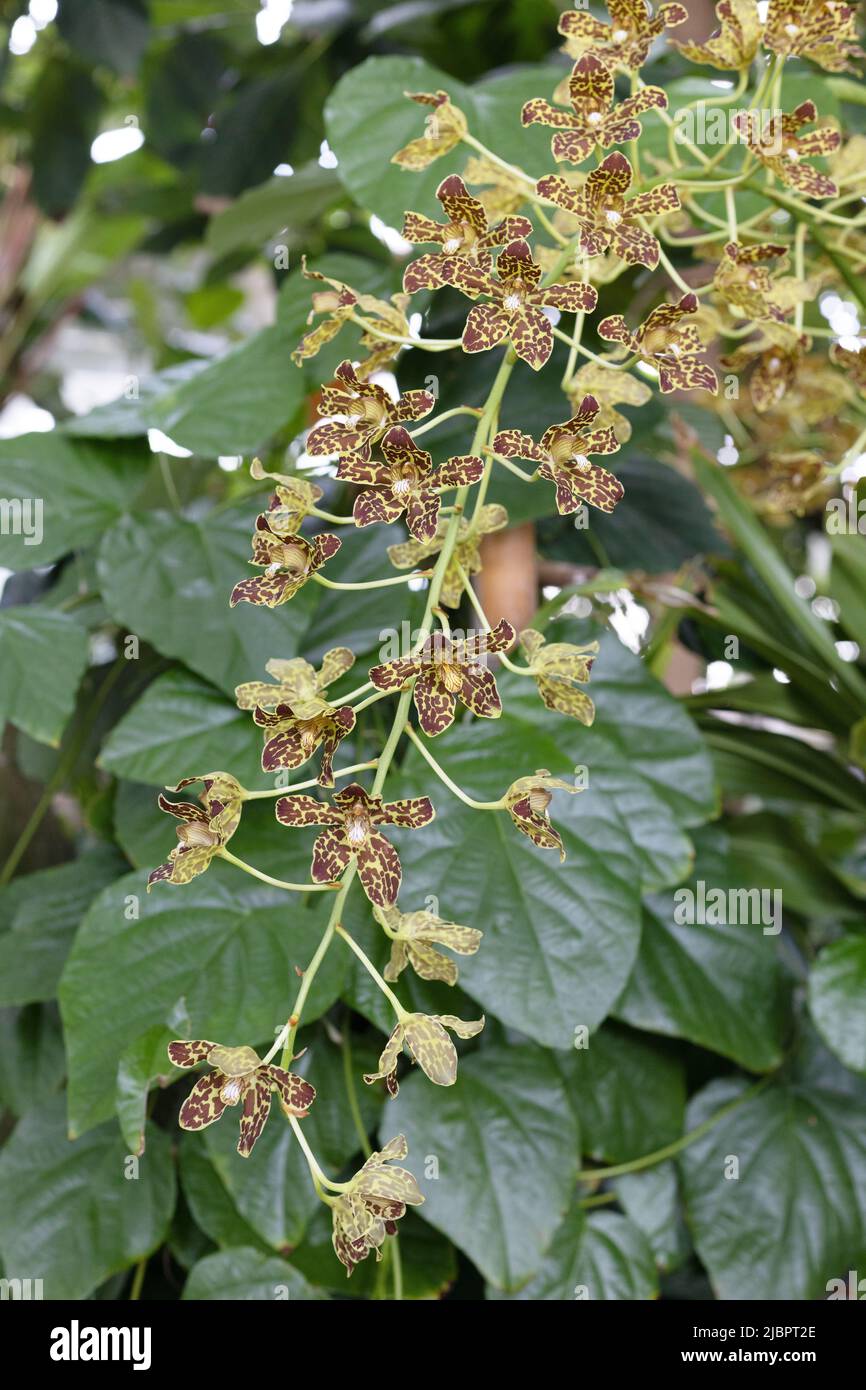Grammatophyllum scriptum 'hieroglyphica' orchid flowers Stock Photo - Alamy