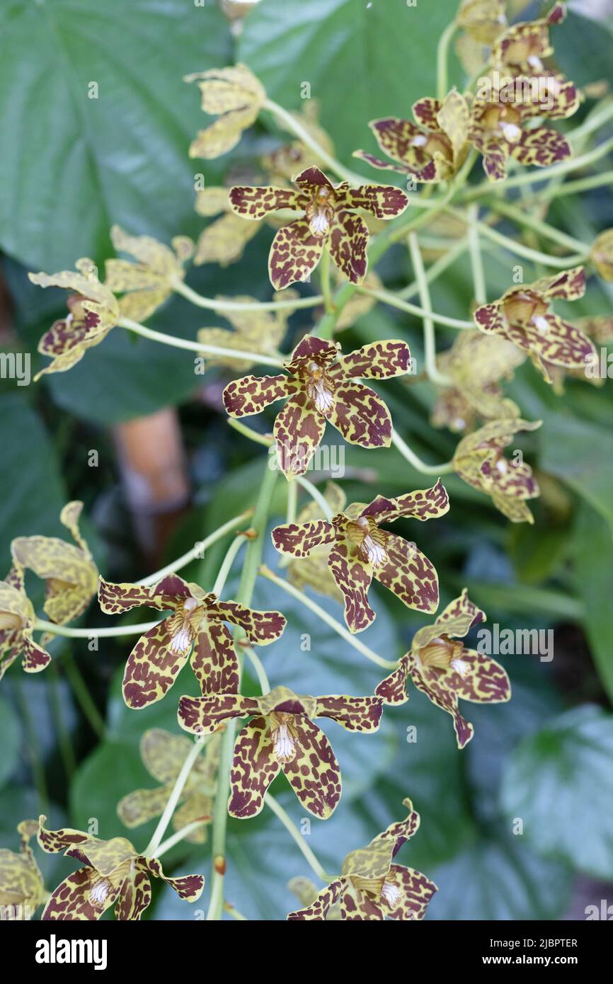 Grammatophyllum scriptum 'hieroglyphica' orchid flowers Stock Photo - Alamy