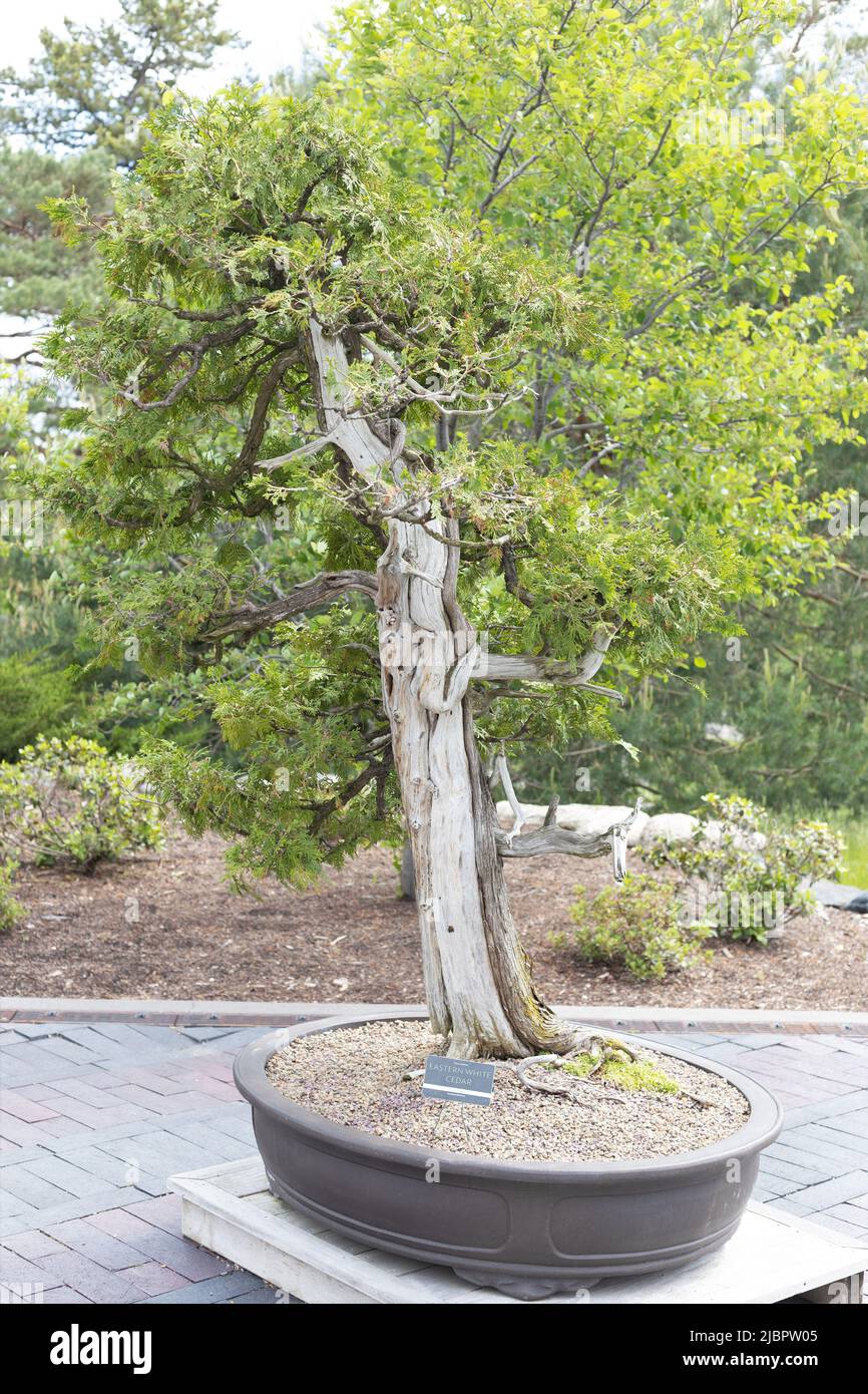 Cedar bonsai hi-res stock photography and images - Alamy