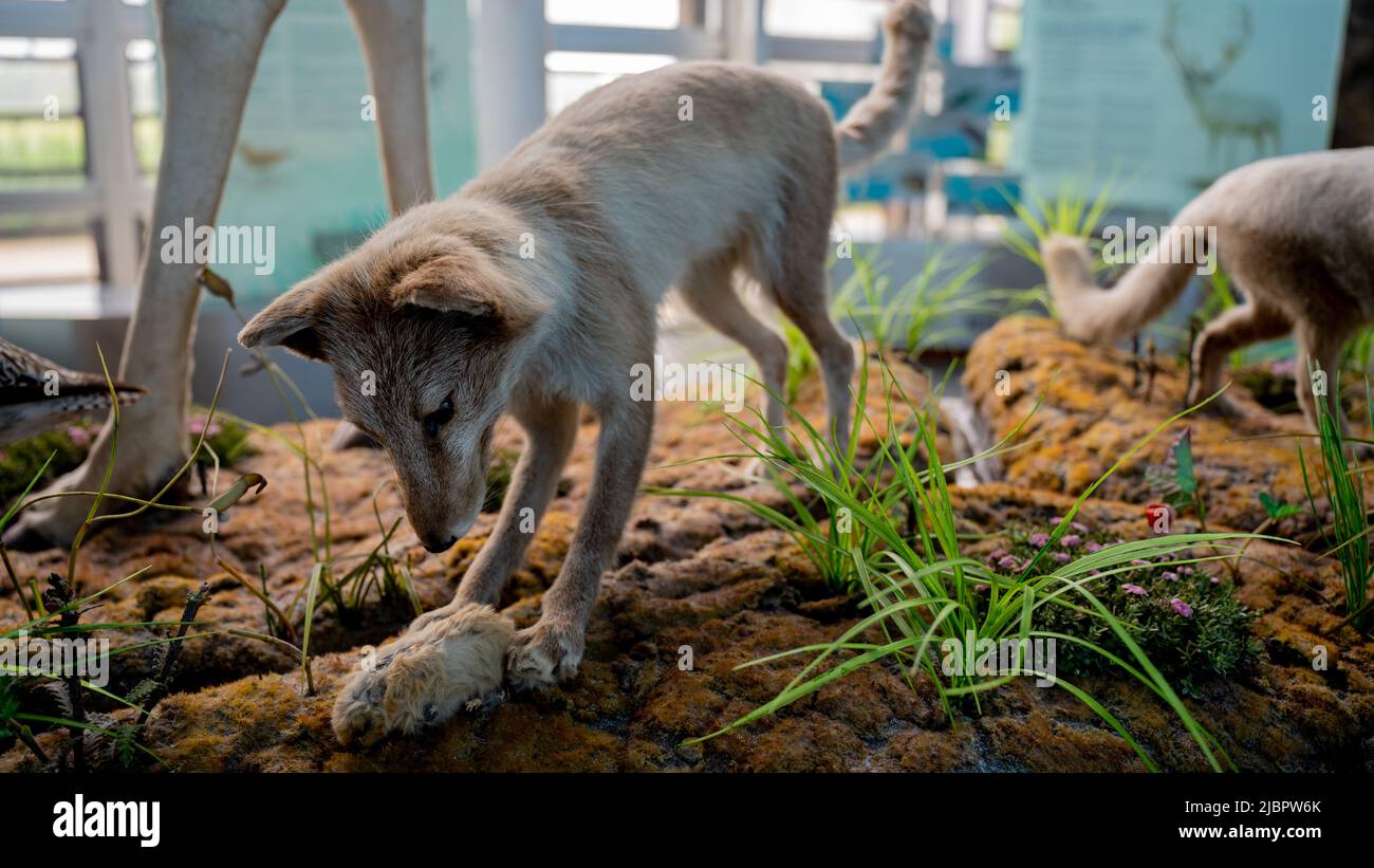Fox and Hampster Stock Photo - Alamy