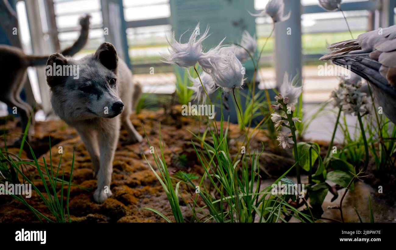 Fox and Hampster Stock Photo - Alamy