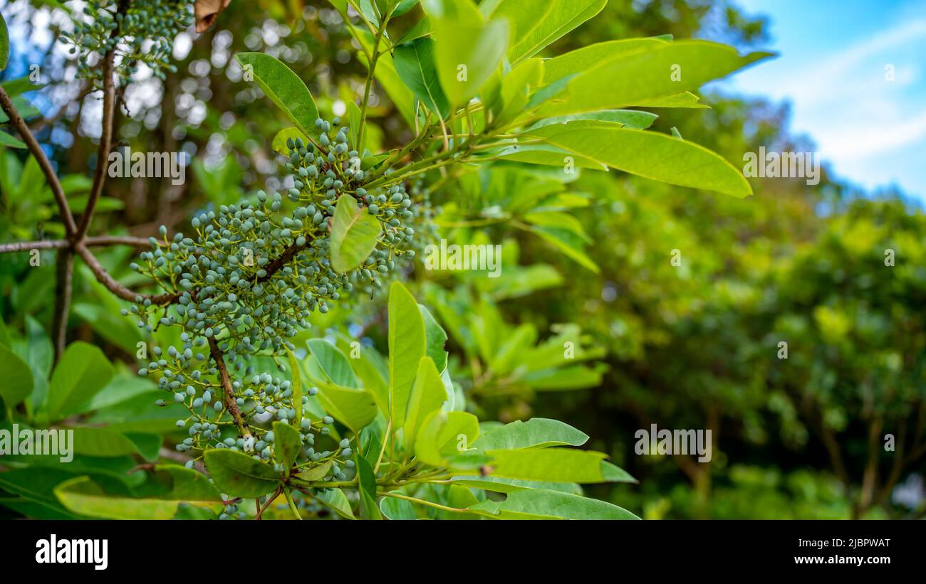 Glabrous branchlets hi-res stock photography and images - Alamy