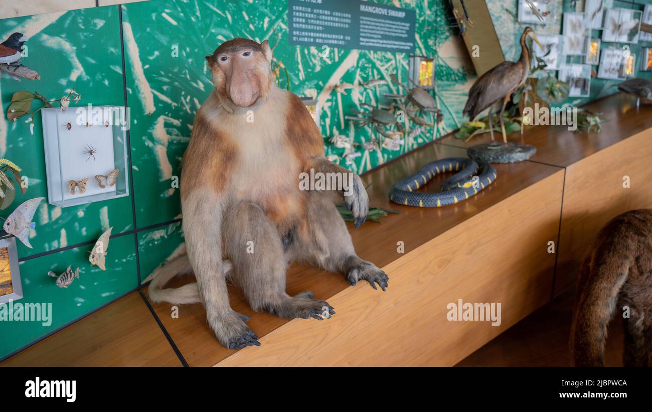 Baby proboscis hi-res stock photography and images - Alamy