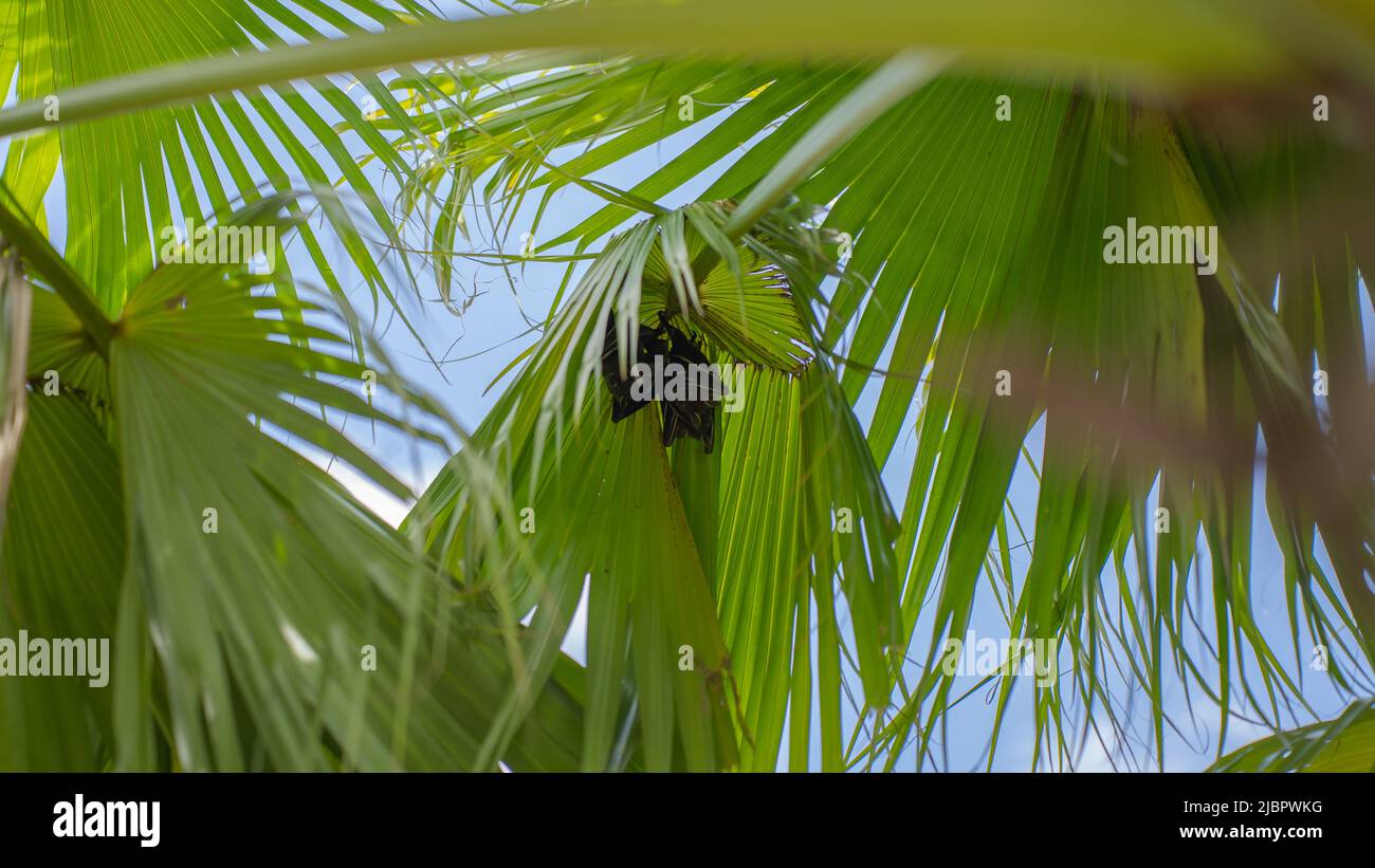 Short nosed fruit bats hi-res stock photography and images - Alamy