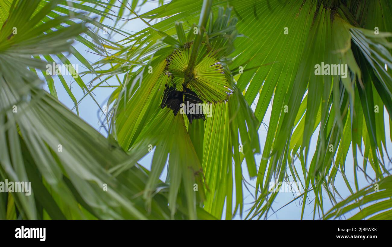 Short nosed fruit bats hi-res stock photography and images - Alamy