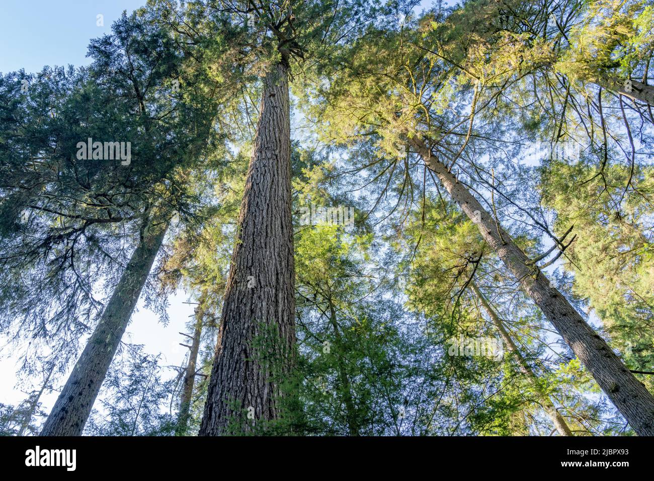 Grandpa Capilano. Capilano River Regional Park. North Vancouver, BC ...