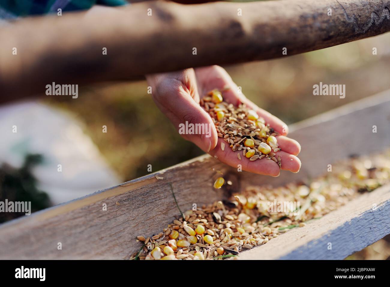 A woman works on a farm and feeds her chickens with healthy food ...
