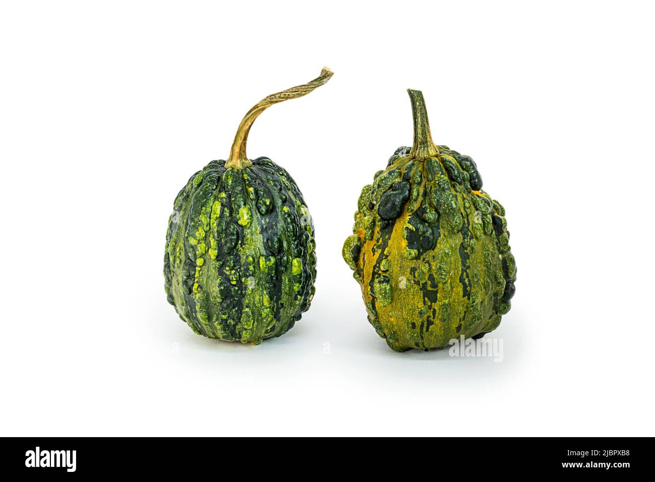 two Isolated decorative small pumpkins, green color on a white ...