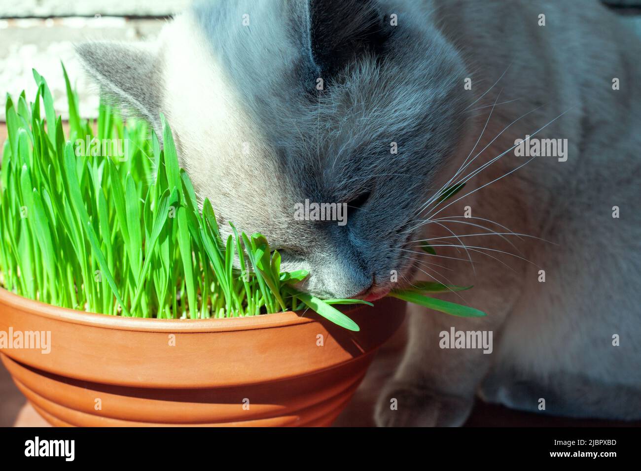 Cat is eating fresh green grass in flower pot. Cat grass, pet grass ...