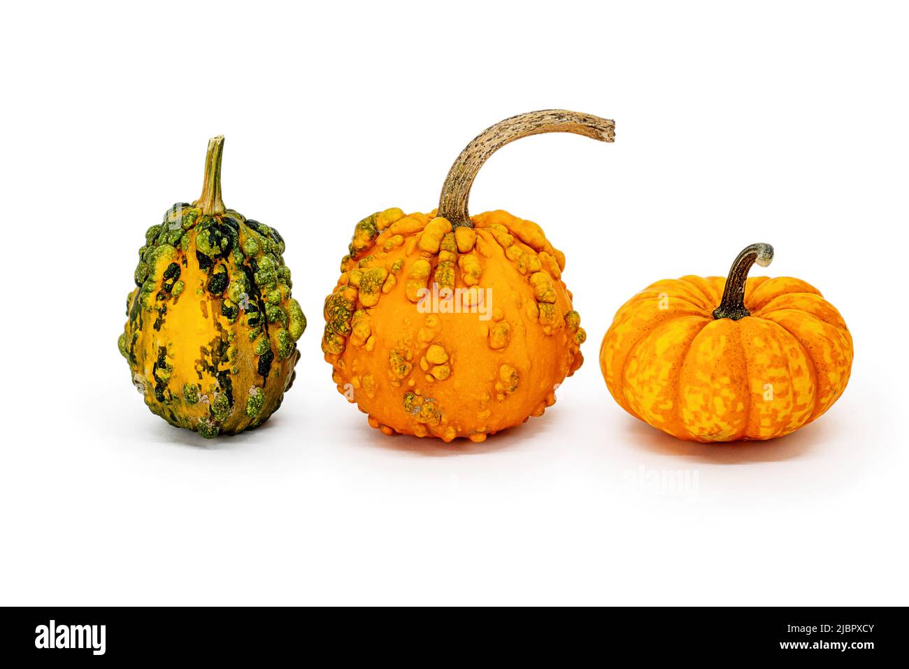 set of small decorative pumpkins on white background, isolated object ...