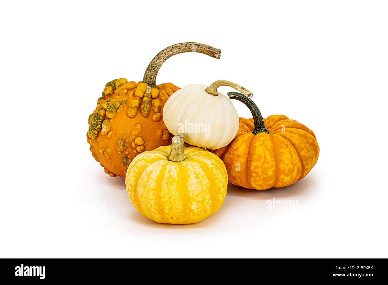Isolated decorative small pumpkins of different varieties on a white ...
