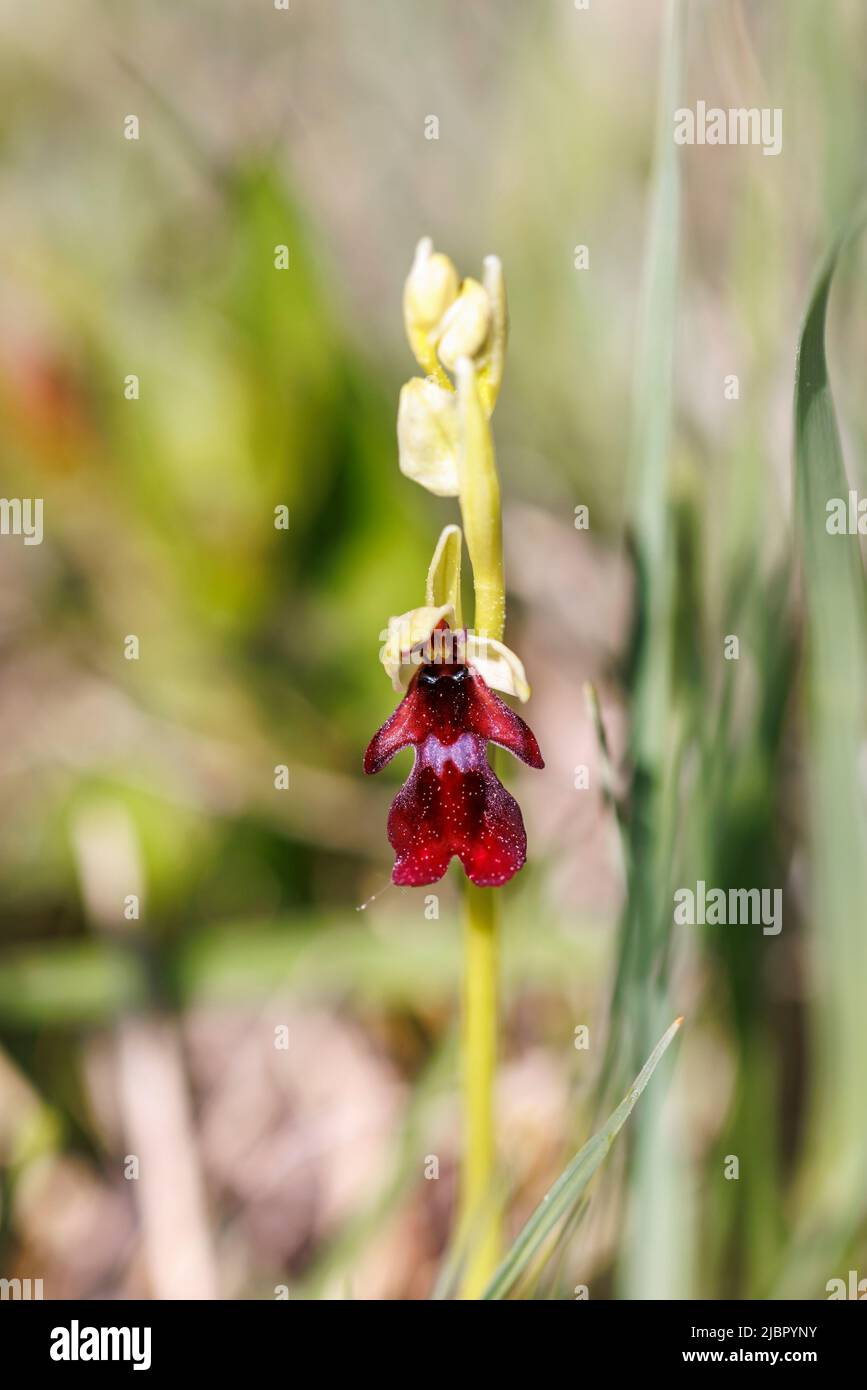 Fly orchid ophrys insectifera in bloom hi-res stock photography and ...
