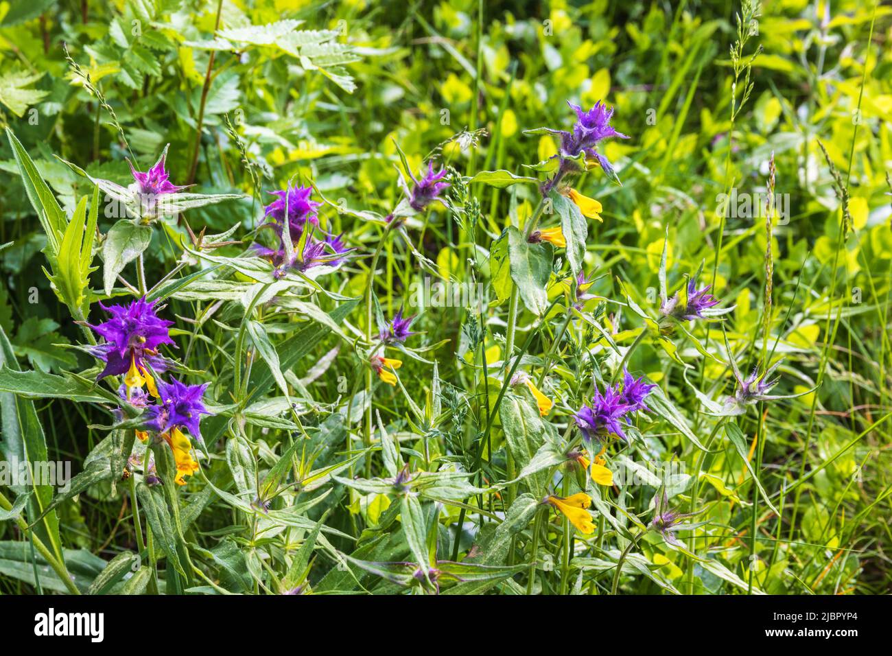 Flowering wood cow-wheat in a meadow Stock Photo - Alamy