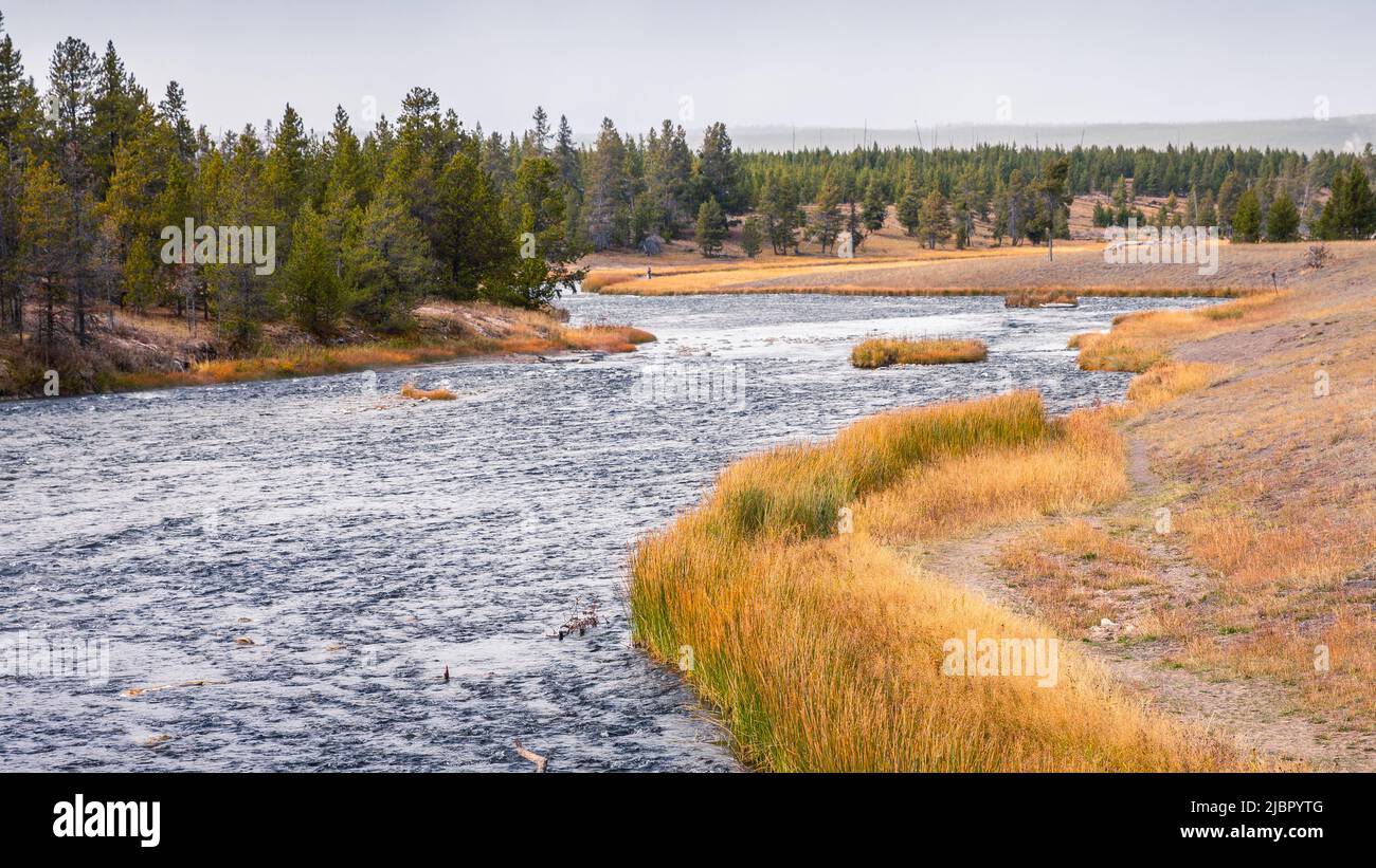 Flowing river near orange meadow and pine tree forest inside ...