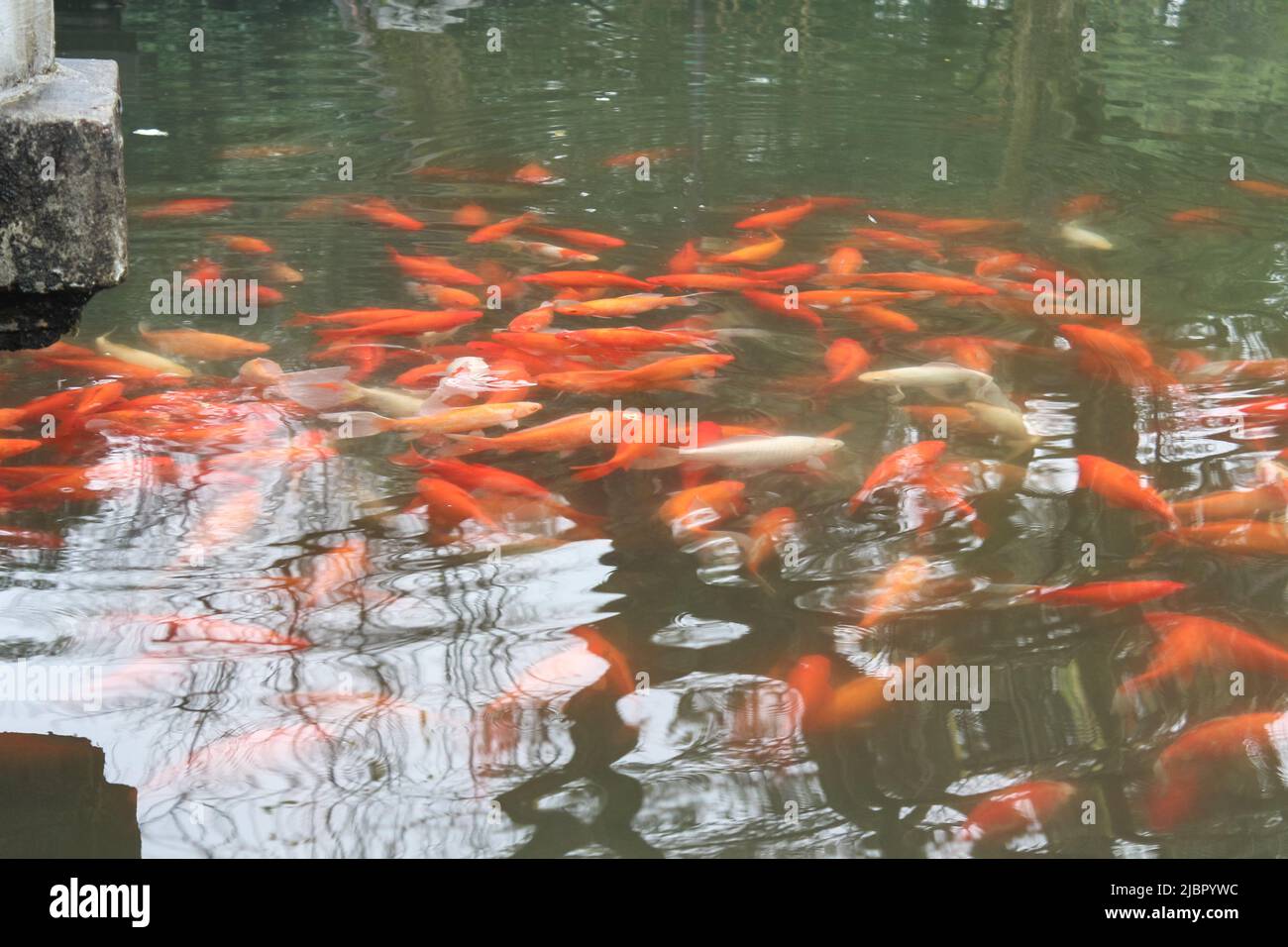 Red carp fish Stock Photo - Alamy