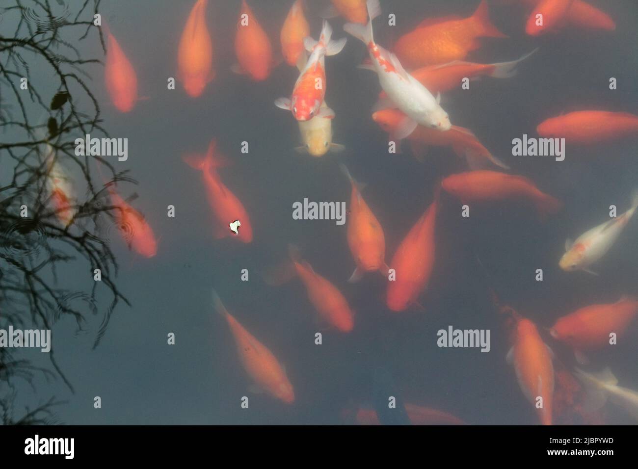 Koi fish painting hi-res stock photography and images - Alamy