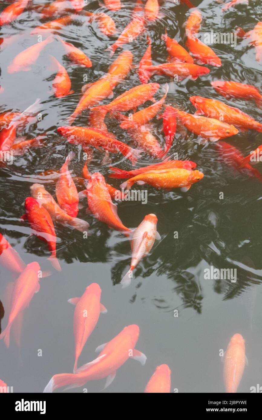 Red carp fish Stock Photo - Alamy