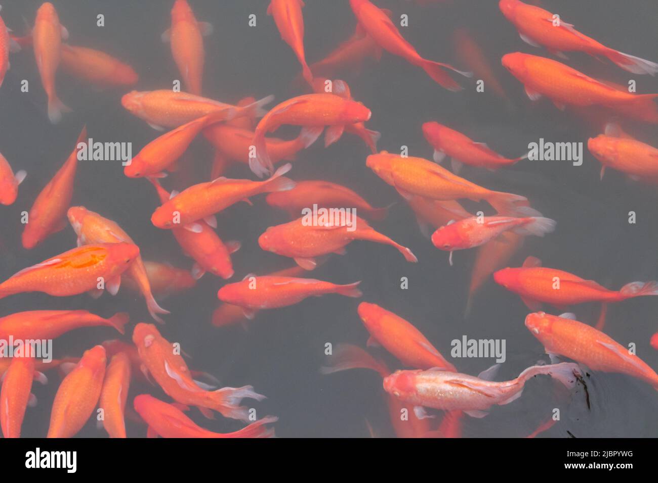 Red carp fish Stock Photo - Alamy