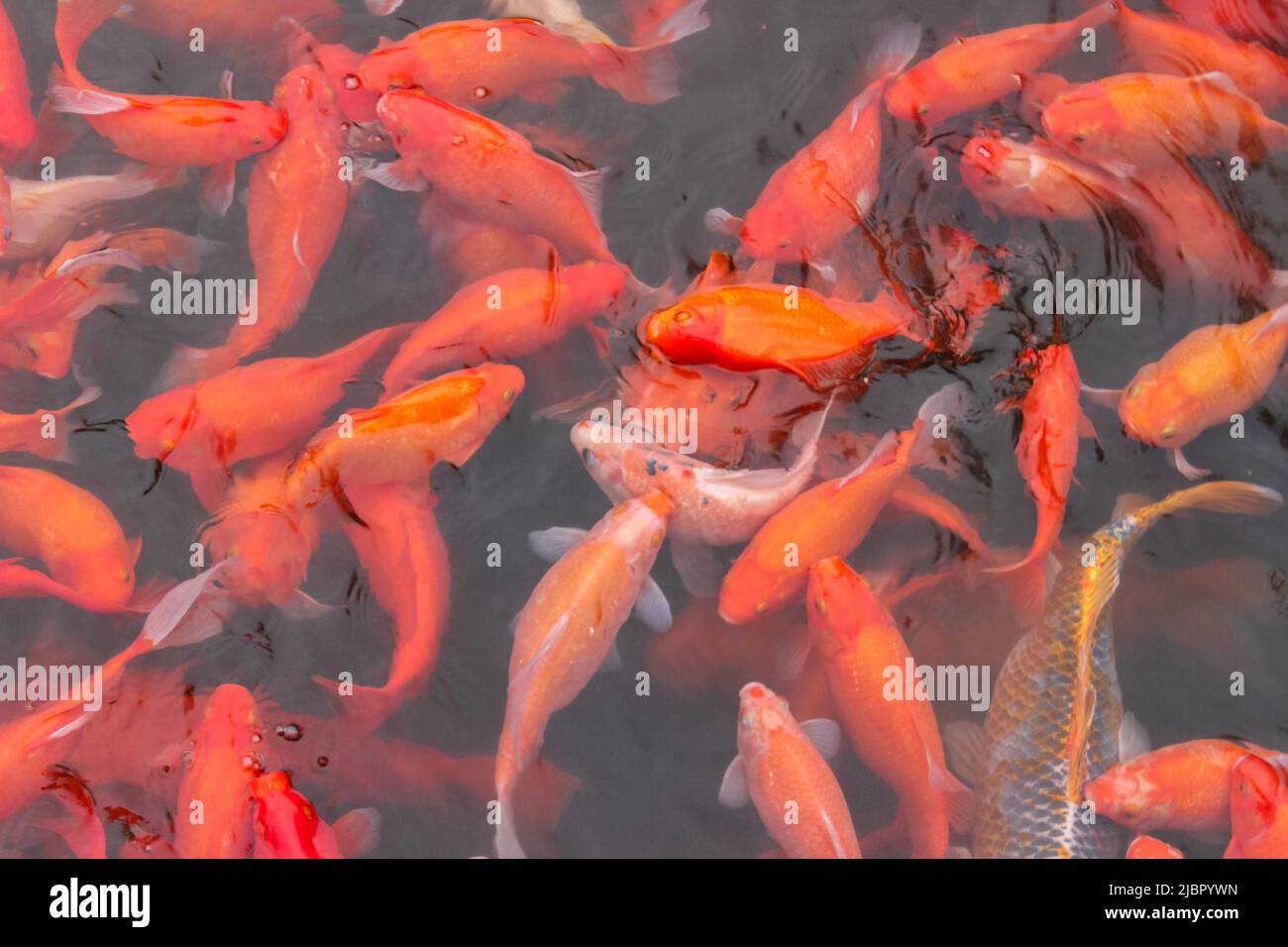Red carp fish Stock Photo - Alamy
