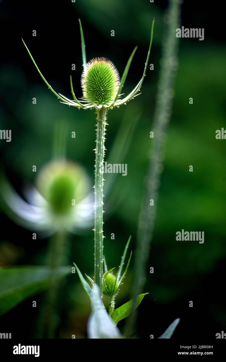 Uk small teasel hi-res stock photography and images - Alamy