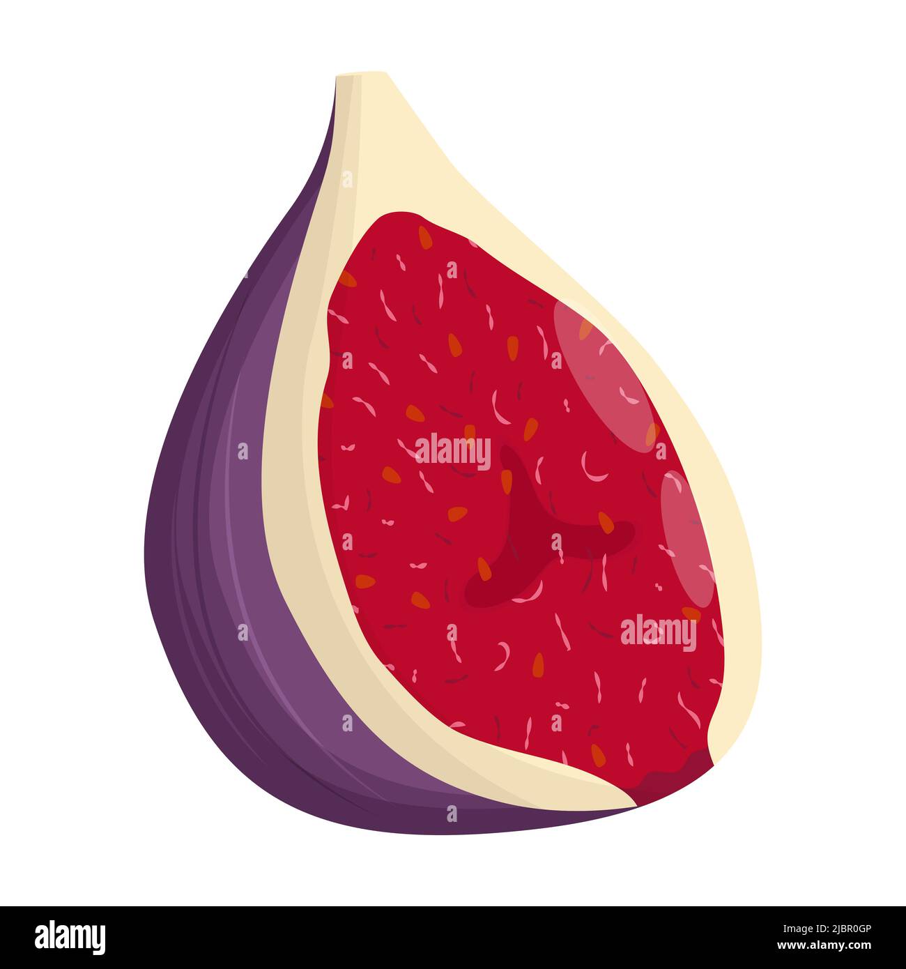 Half of fig isolated on white background. Flat vector illustration ...