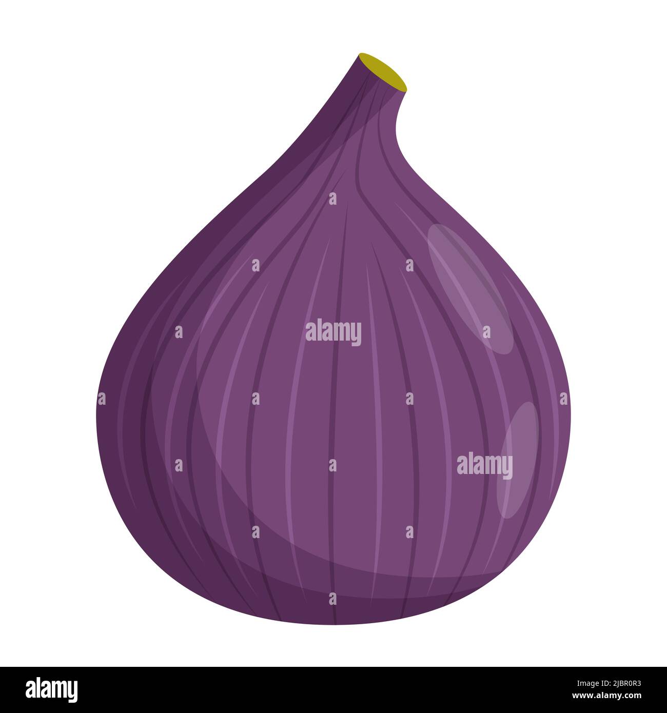 Whole fig isolated on white background. Flat vector illustration Stock ...