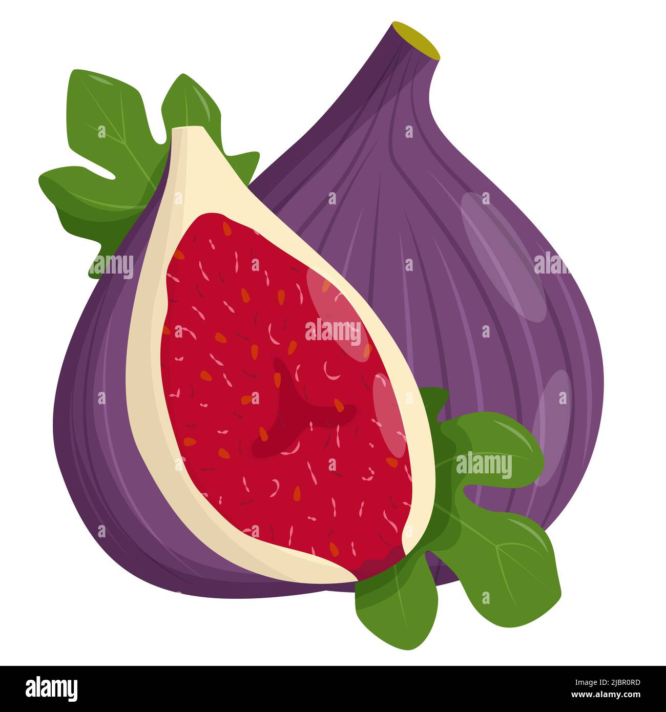 Whole fig isolated on white background. Flat vector illustration Stock ...