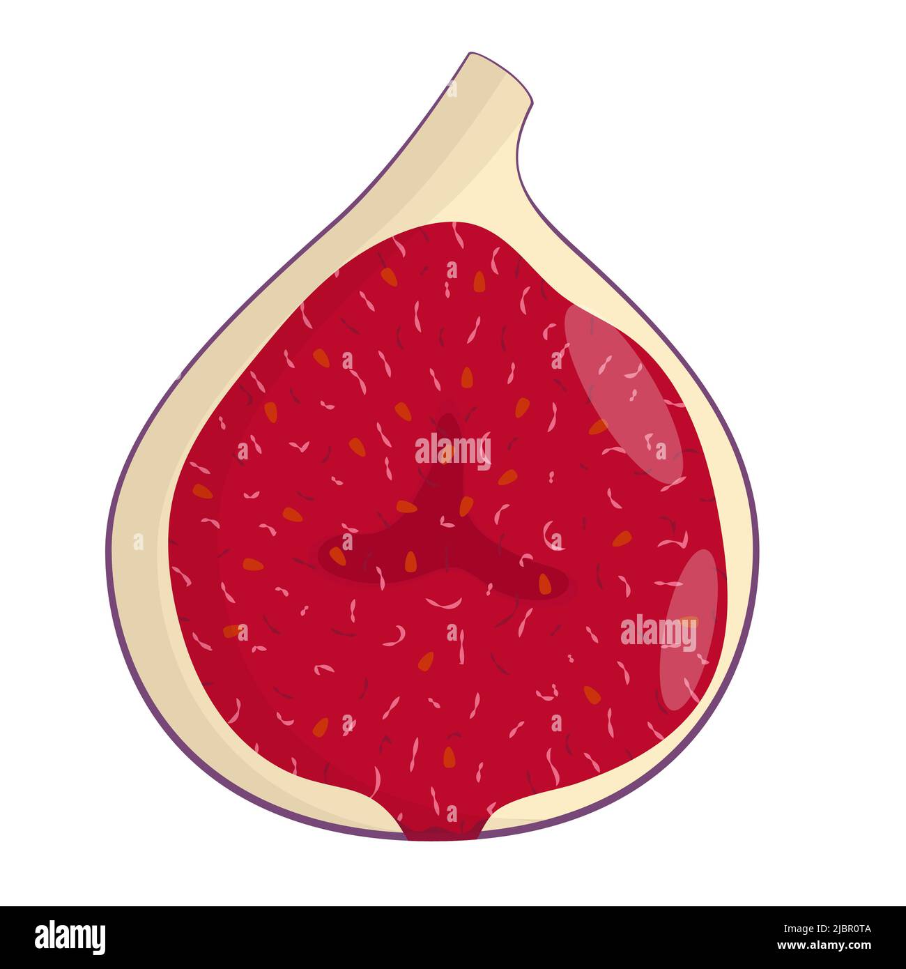 Half of fig isolated on white background. Flat vector illustration ...