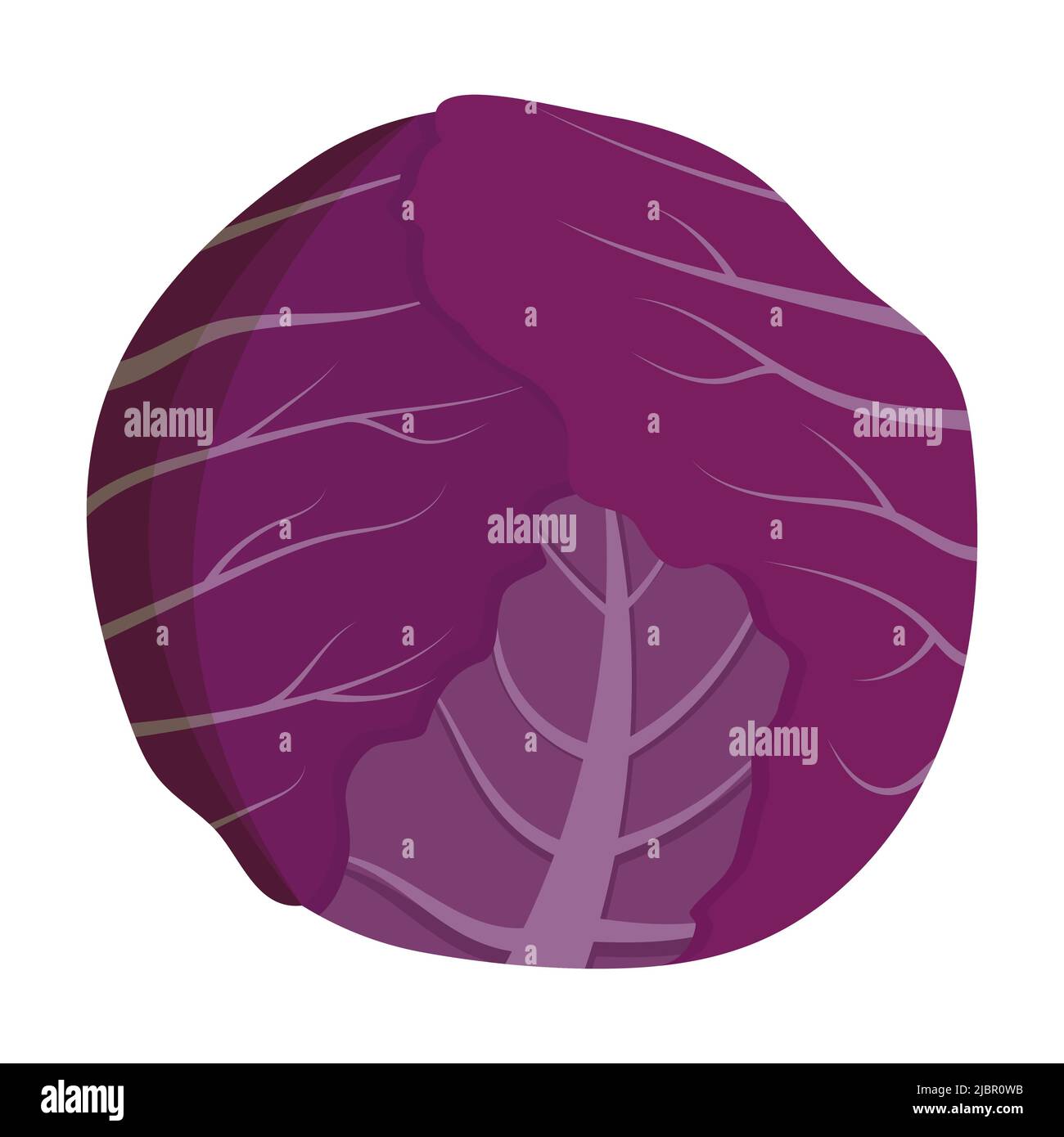 Whole red cabbage isolated on background. Flat vector illustration ...