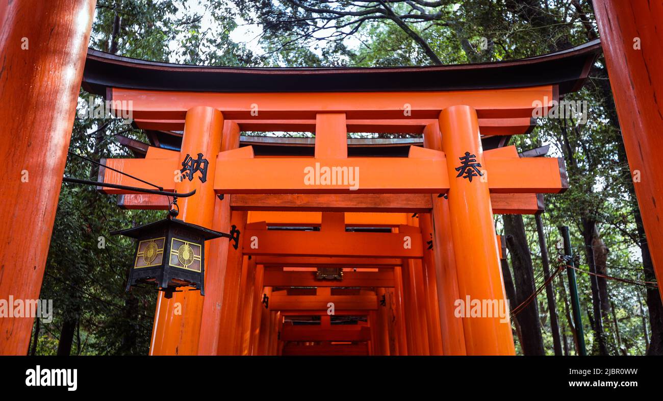 Way from the Thousands of Vermilion Great Torii Gates Stock Photo - Alamy
