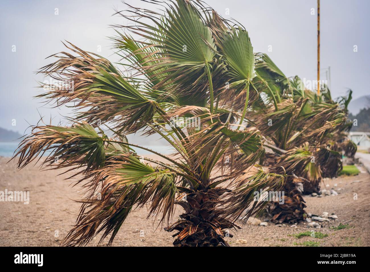 Tropical storm, heavy rain and high winds in tropical climates. Palm ...