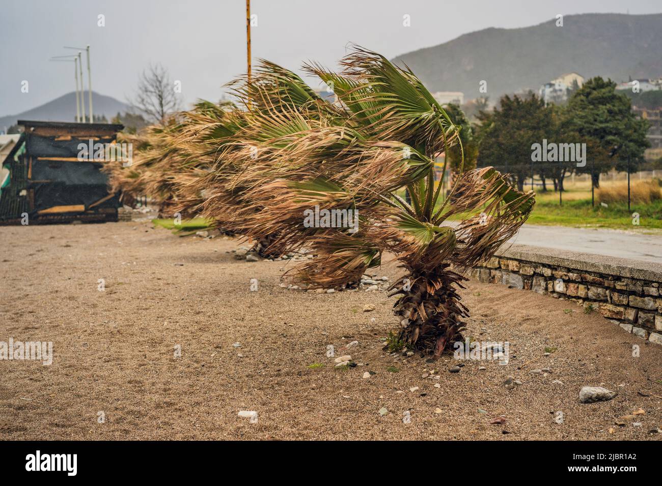 Tropical storm, heavy rain and high winds in tropical climates. Palm ...