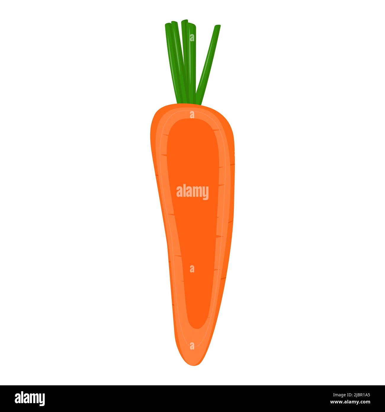 Half of carrot isolated on background. Flat vector illustration Stock ...