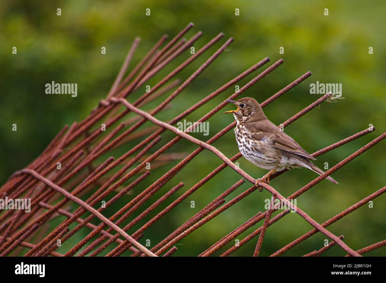 close-up shot of a song thrush bird (Turdus philomelos) sitting on a ...