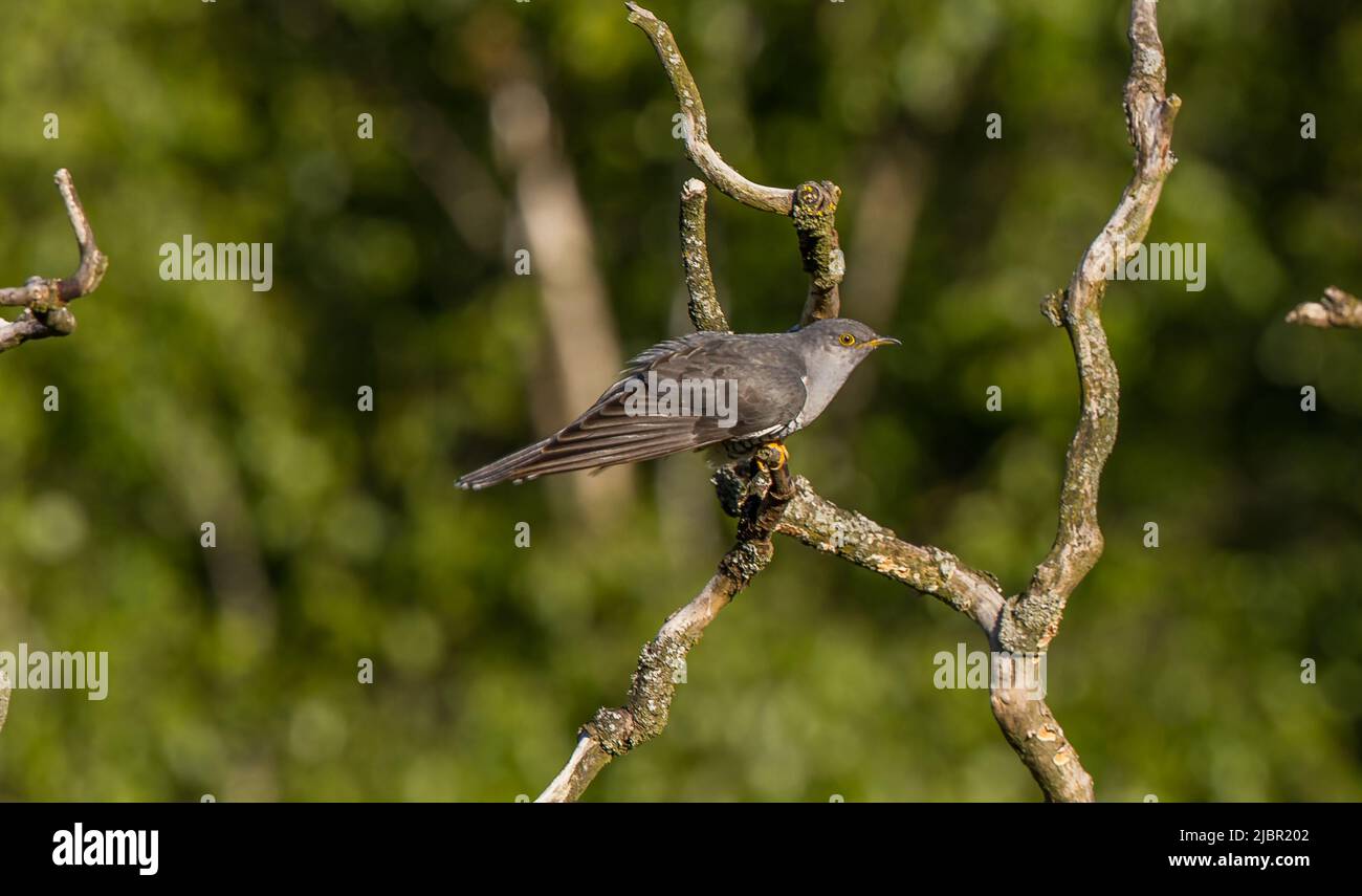 Cuckoo captured at white coppice chorley hi-res stock photography and ...