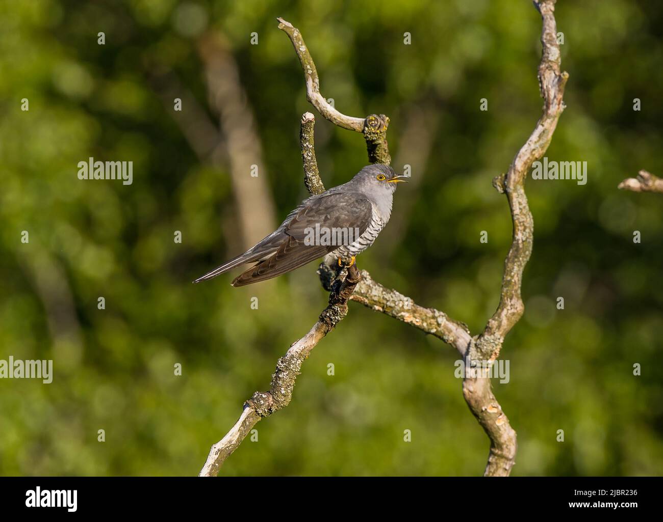 Cuckoo captured on canon r5 hi-res stock photography and images - Alamy
